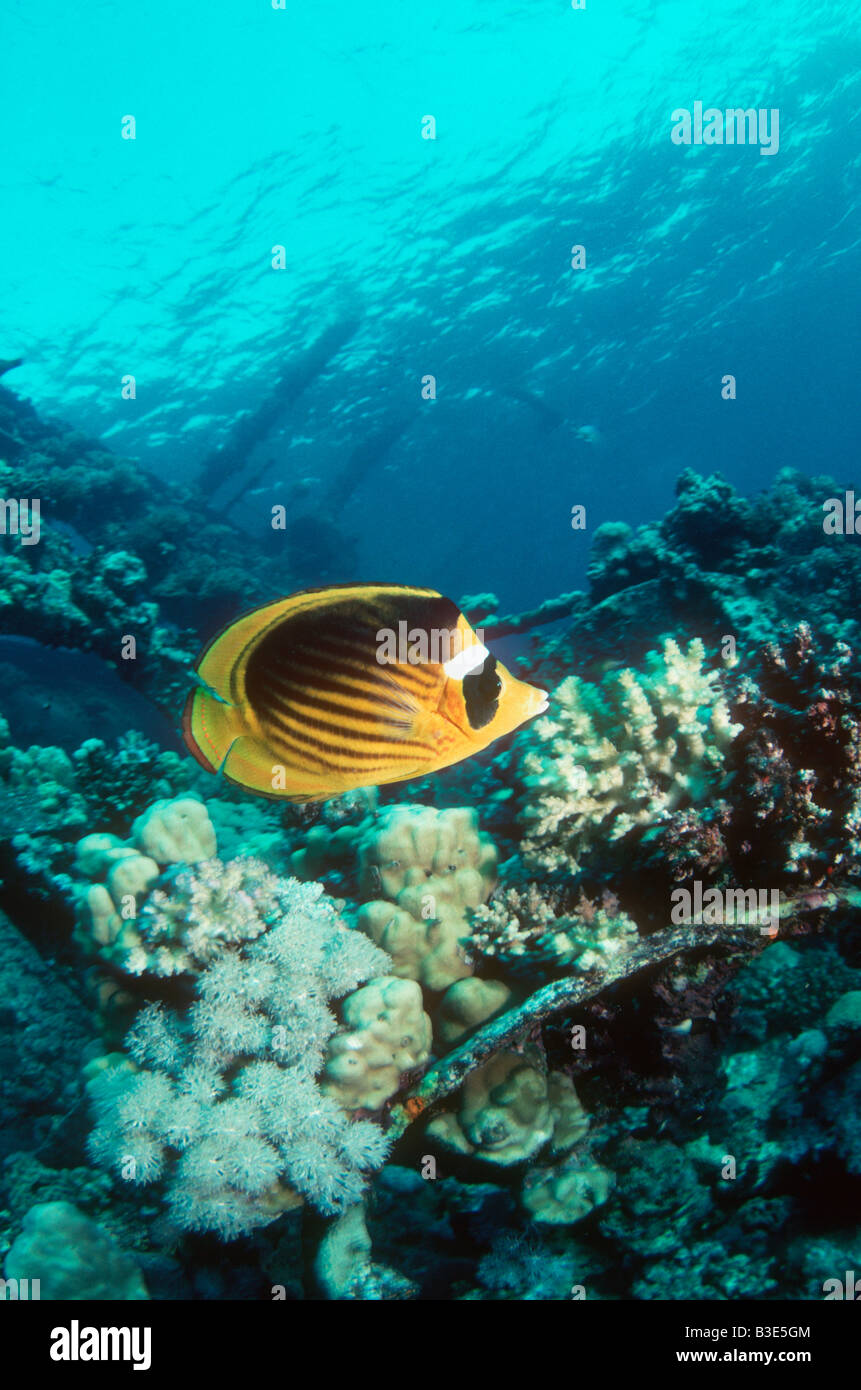 Red Sea raccoon butterflyfish Chaetodon fasciatus on wreck Egypt Red ...
