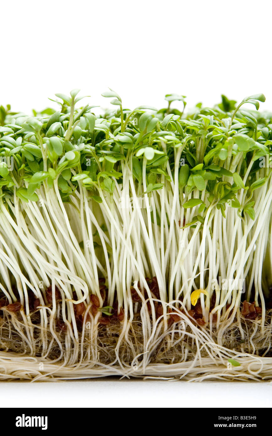 Cress ready to be cut Stock Photo - Alamy