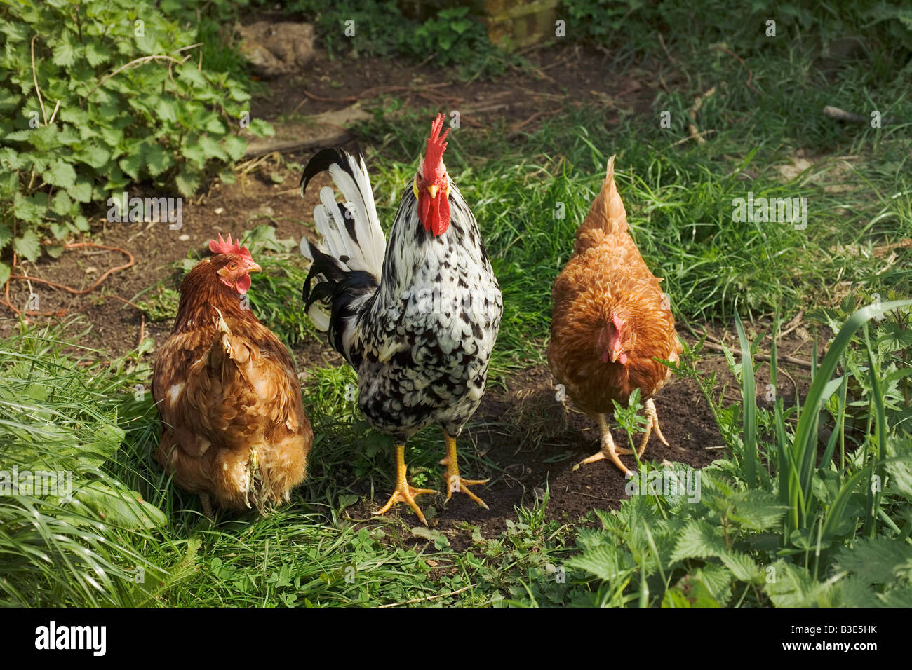 Rooster and hens UK Stock Photo - Alamy