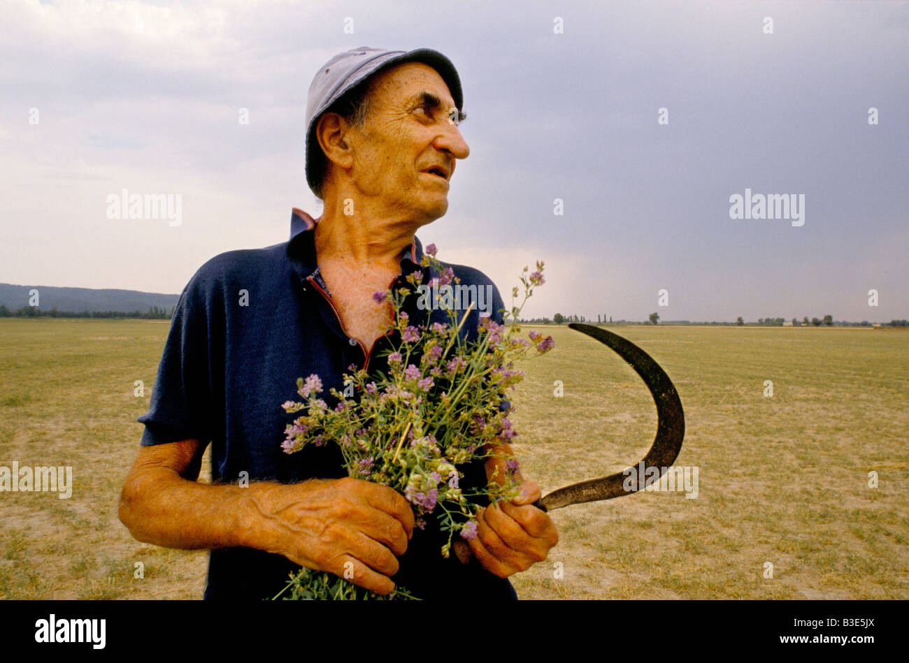 Scythe cutting hi-res stock photography and images - Alamy