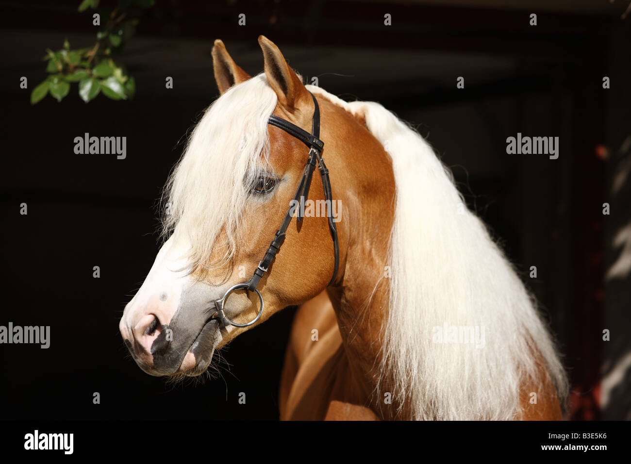 haflinger - portrait Stock Photo - Alamy