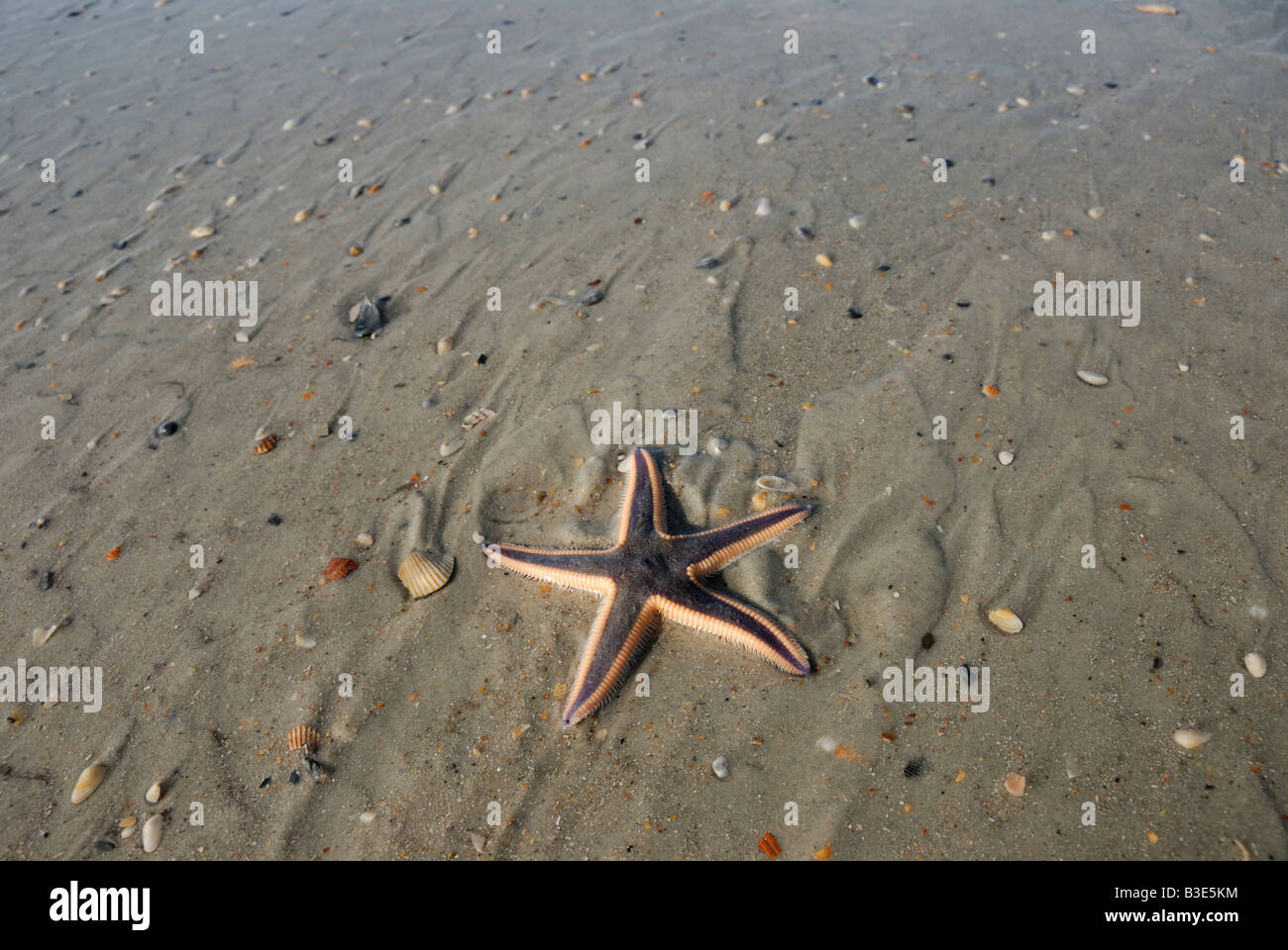 Pentaradial symmetry hi-res stock photography and images - Alamy