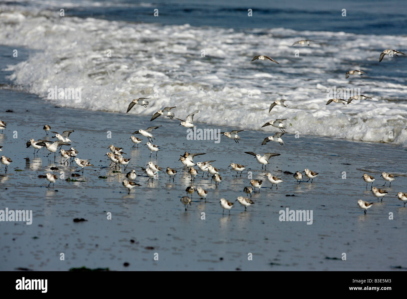 Sanderling Calidris alba New York USA summer Stock Photo - Alamy