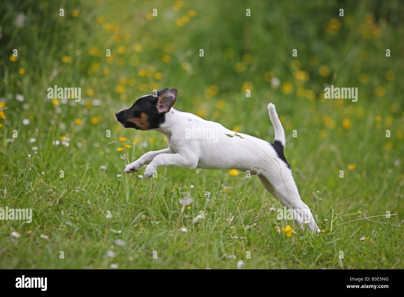 Jack Russell Terrier puppy - jumping Stock Photo - Alamy