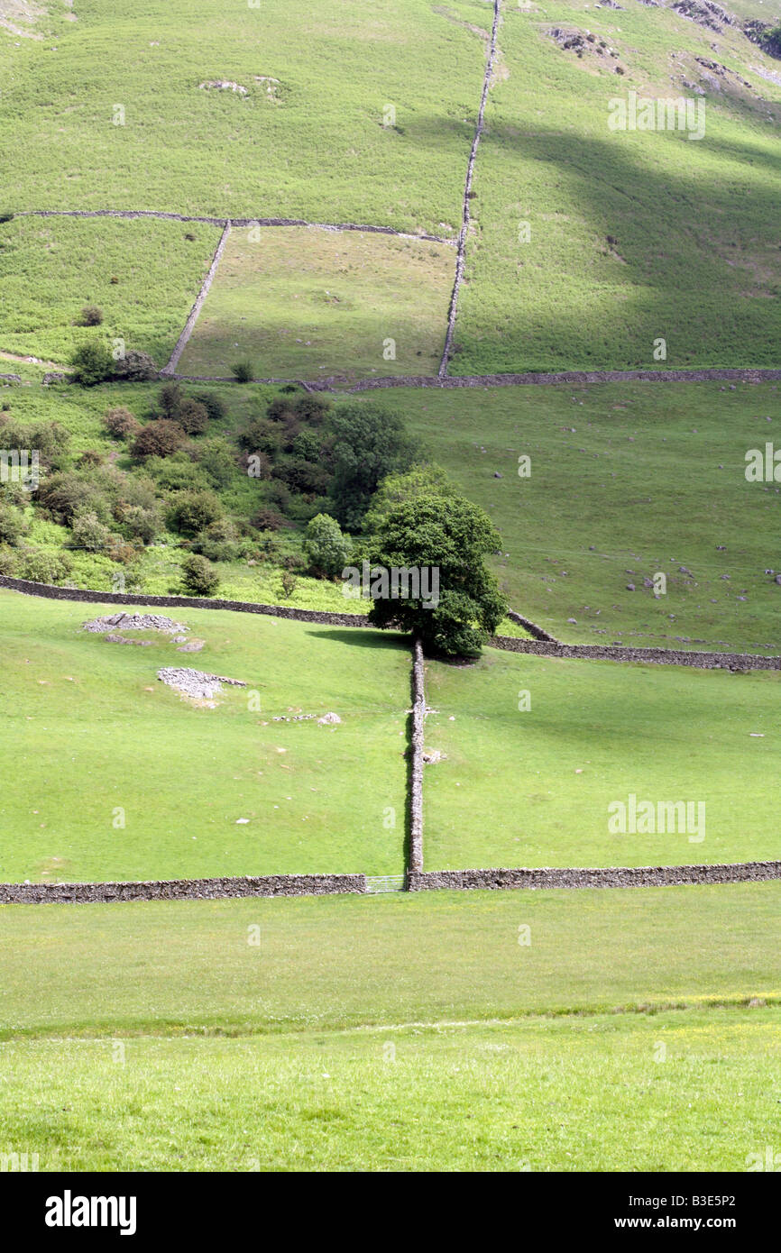 Oak Tree, Quercus, standing at the corner of a drystone wall field ...