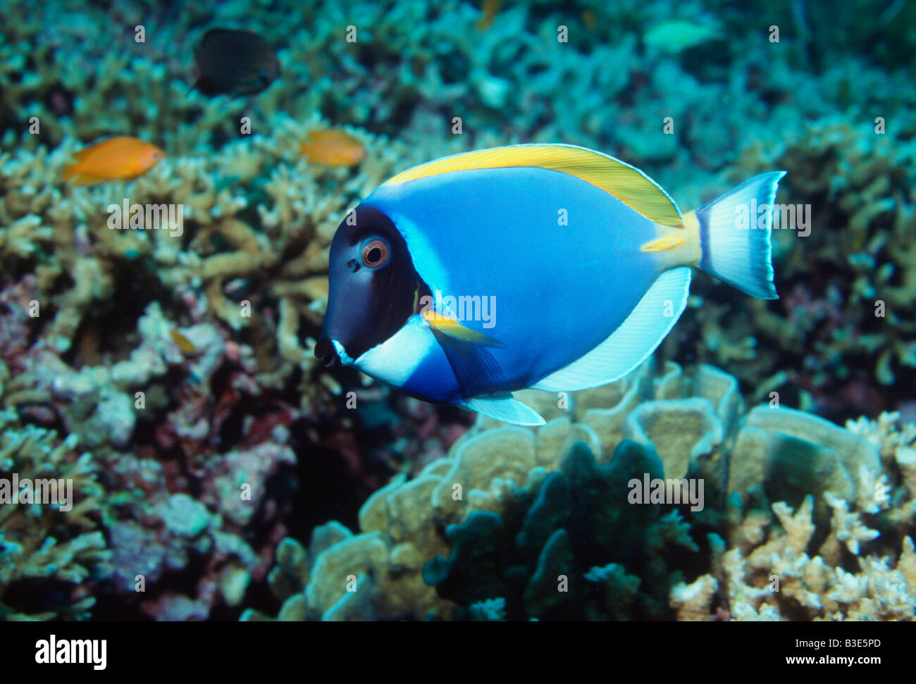 Powder blue surgeonfish Acanthurus leucosternon Andaman Sea Thailand ...
