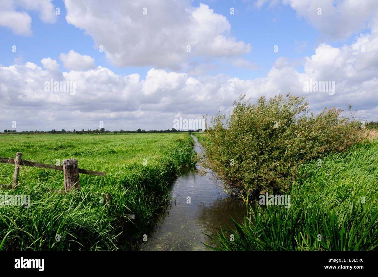 Wwt welney summer hi-res stock photography and images - Alamy