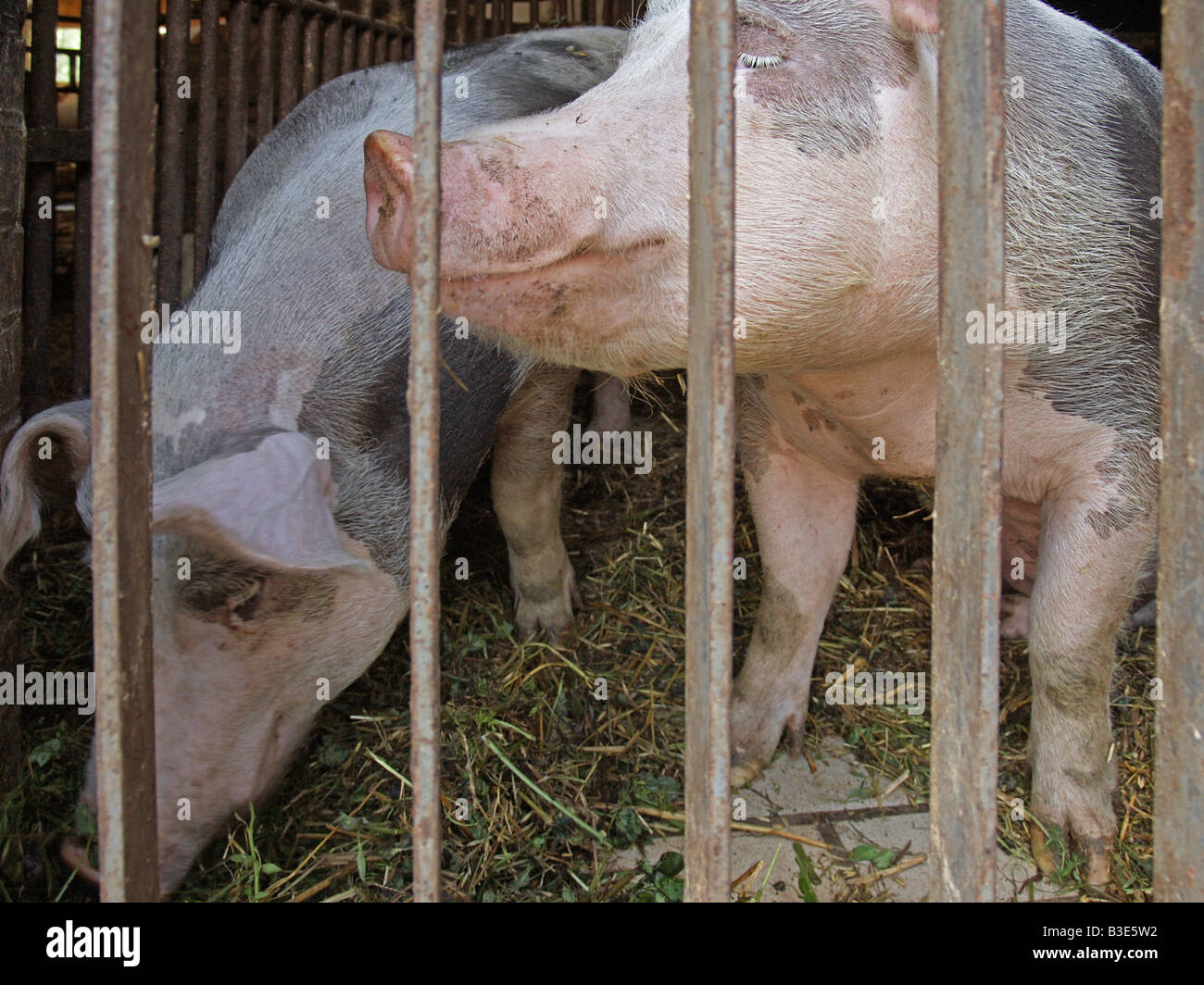 two pigs in stable Stock Photo - Alamy