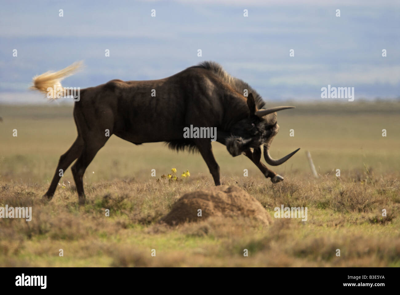 Wildebeest Running Gif
