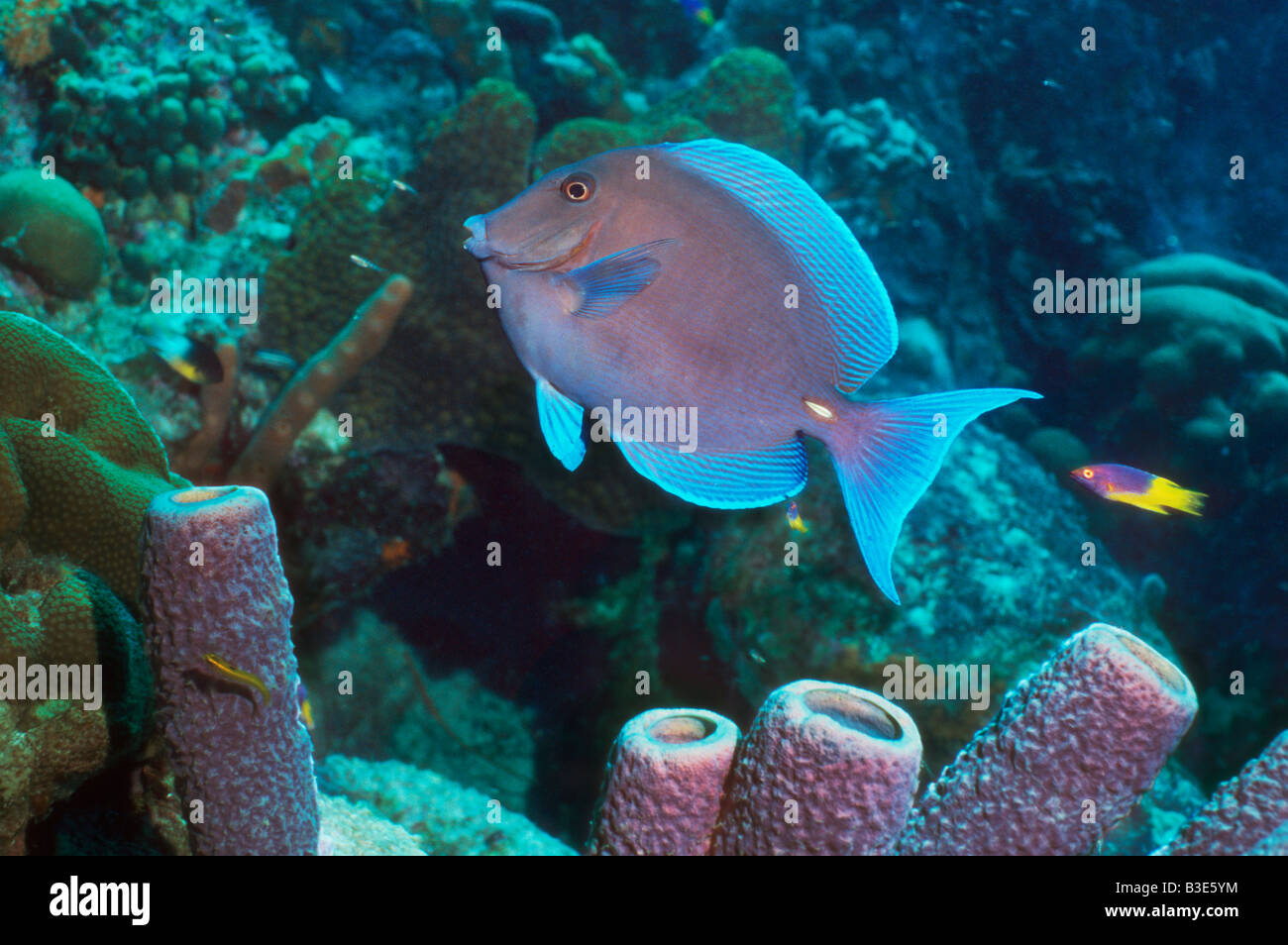 Blue tang with Spanish hogfish Stock Photo - Alamy