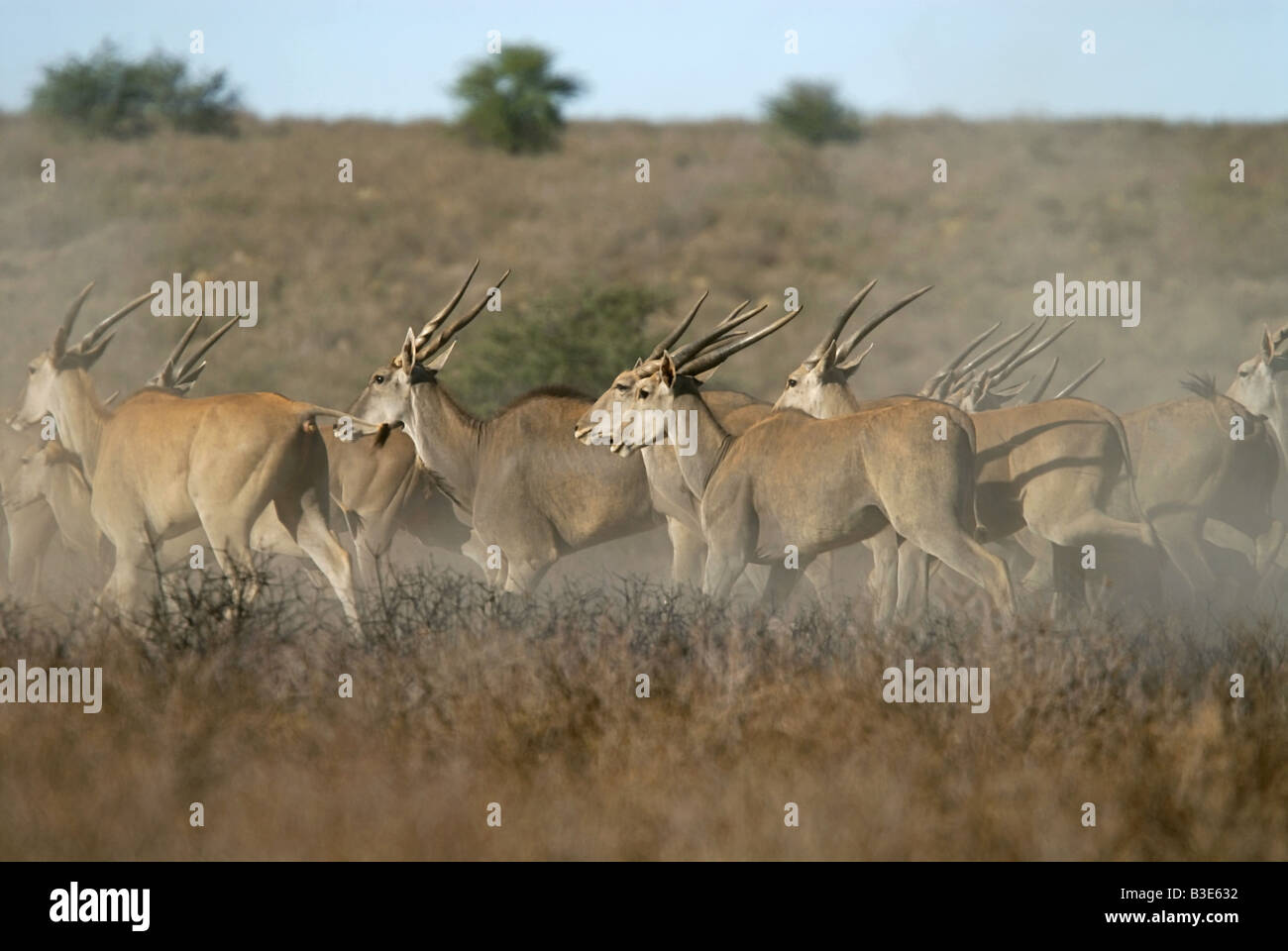 Common eland herds hi-res stock photography and images - Alamy