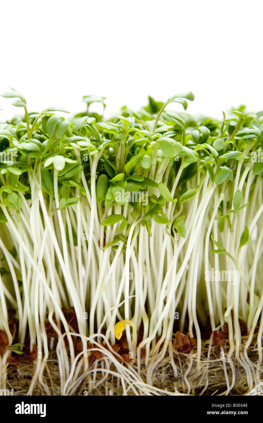 Cress ready to be cut Stock Photo - Alamy