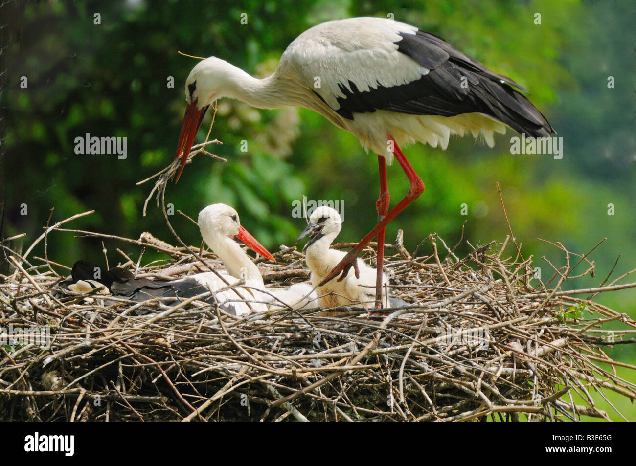 white stork and squabs / Ciconia ciconia Stock Photo - Alamy