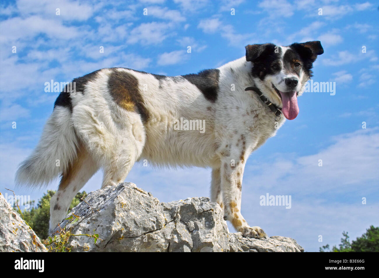 half breed dog - standing Stock Photo - Alamy