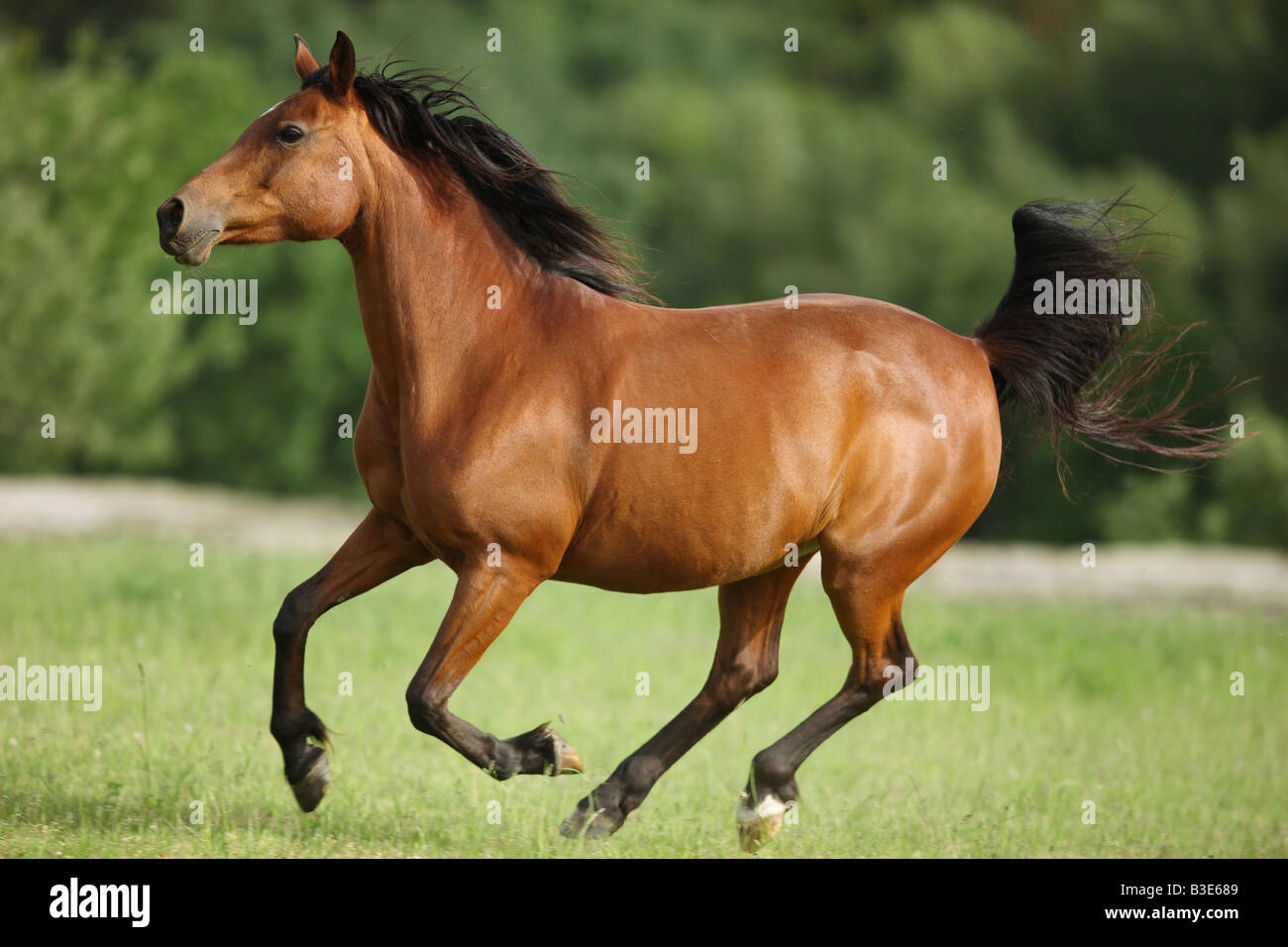 arabian horse - galloping on meadow Stock Photo - Alamy