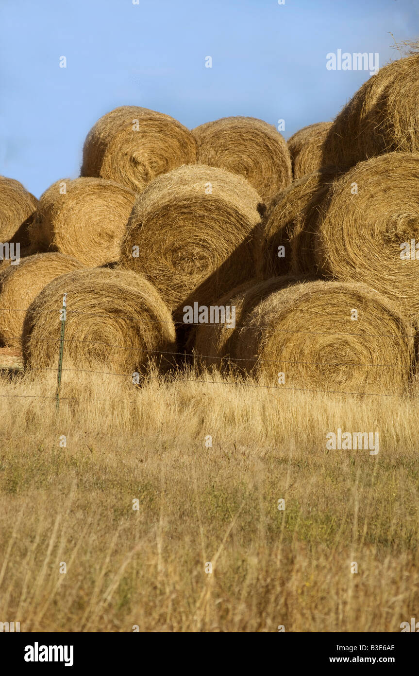Bales of wheat in a North Dakota field Stock Photo - Alamy