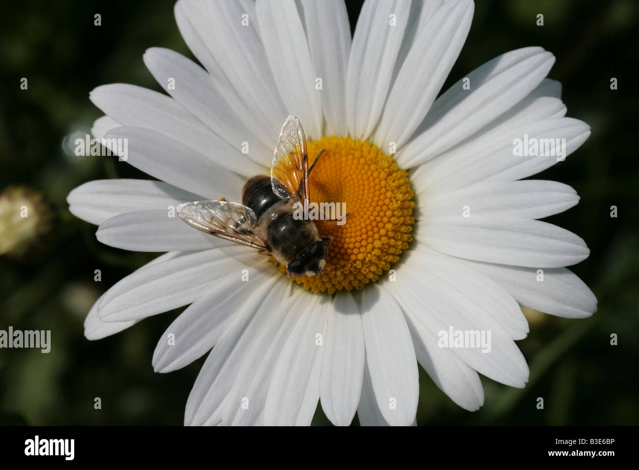 Honey bee on an oxeye daisy flower Stock Photo - Alamy