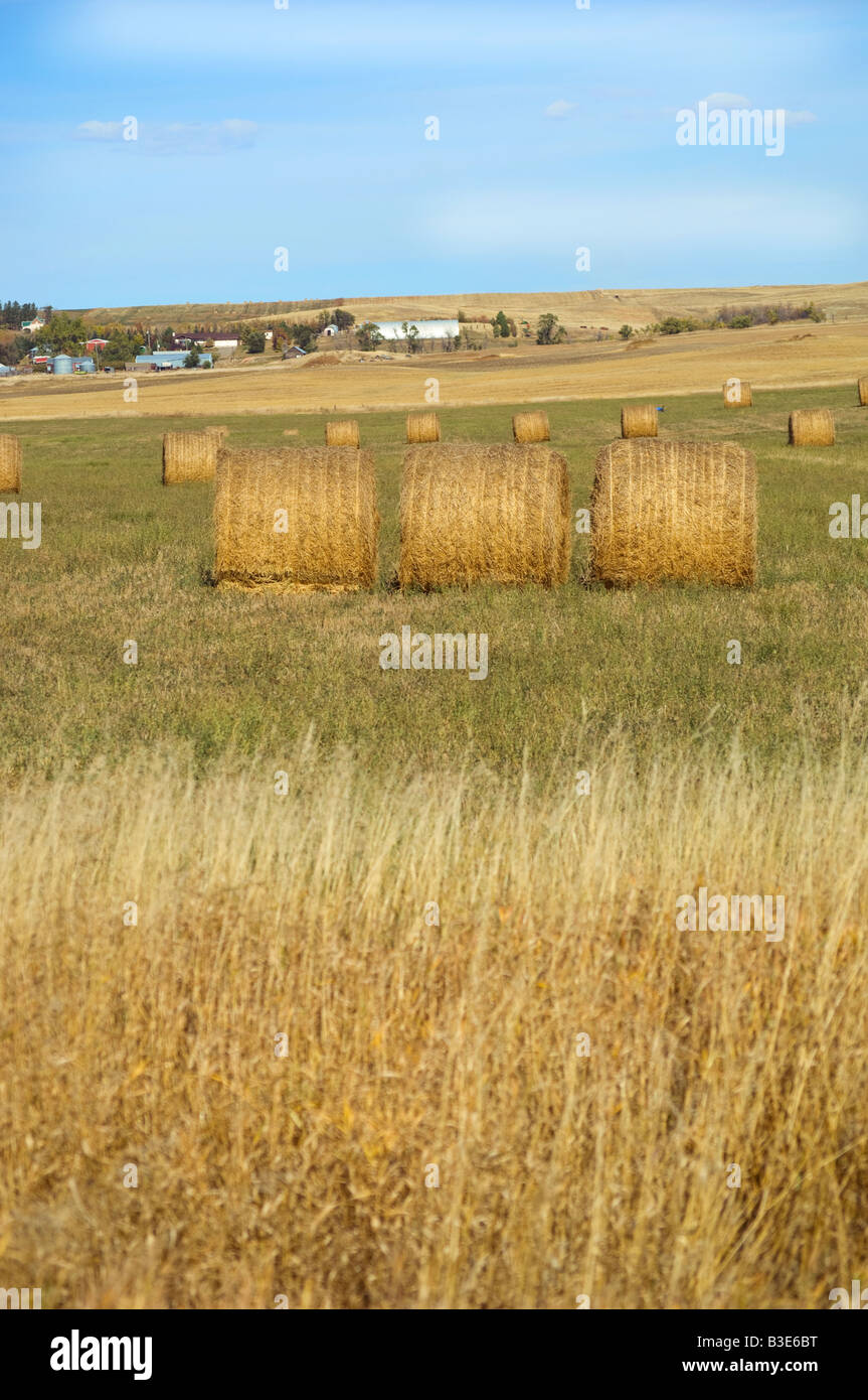 Bales of wheat in a North Dakota field Stock Photo - Alamy