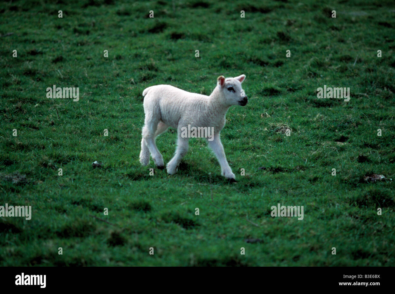 young spring lamb standing in a green field in the irish landscape ...