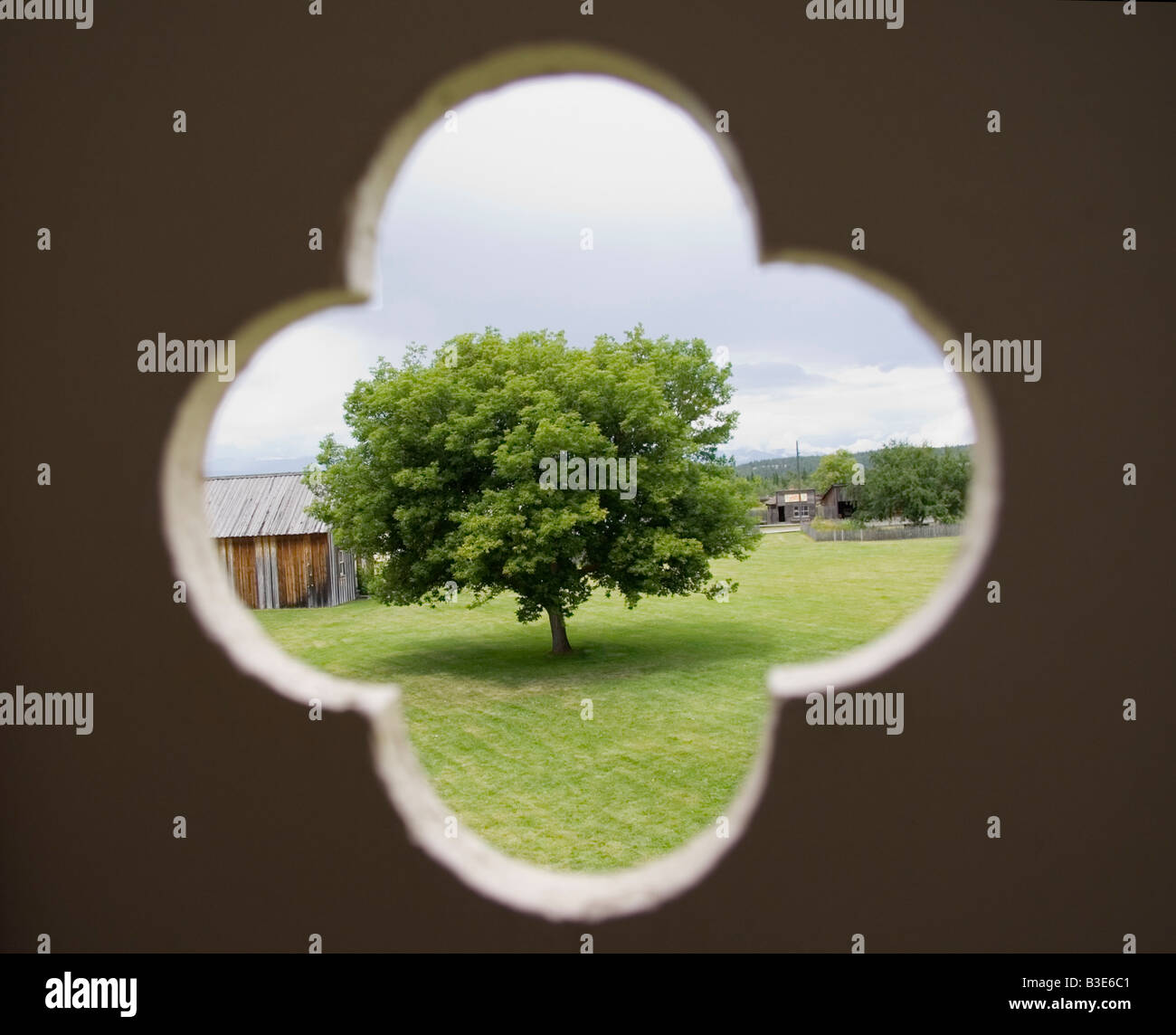 solitary tree - view through a window in the shape of a cloverleaf ...