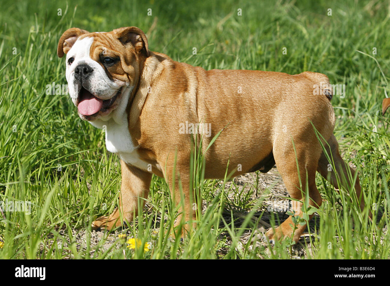 English Bulldog - standing on meadow Stock Photo - Alamy