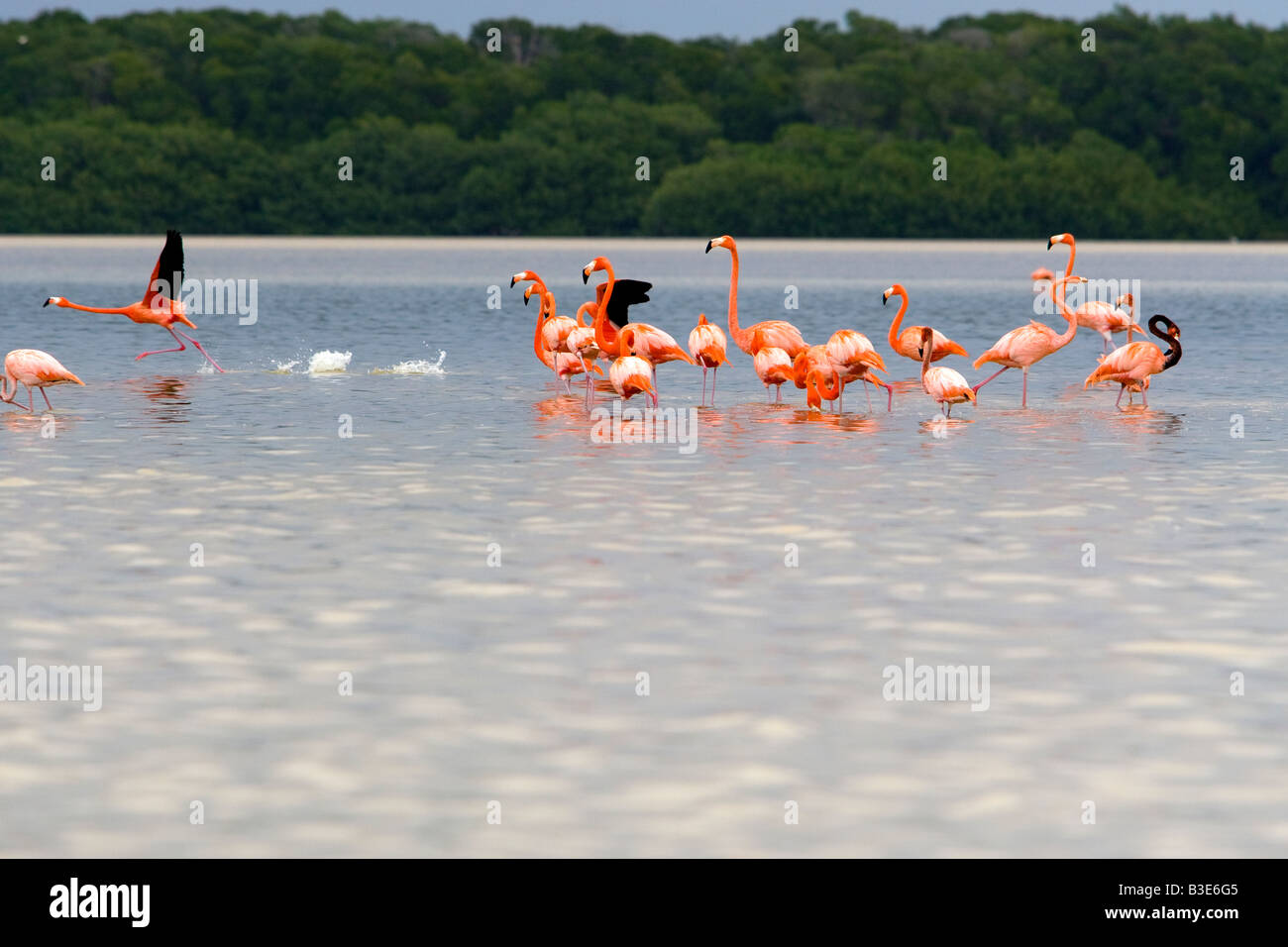 Flamingoes in Celestun mexico Stock Photo - Alamy
