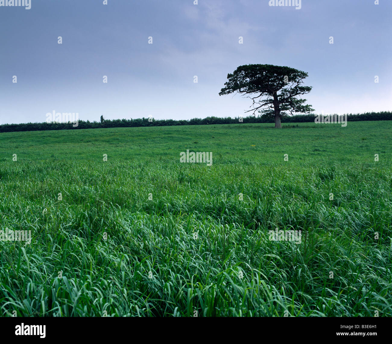 Oak in grass field hi-res stock photography and images - Alamy