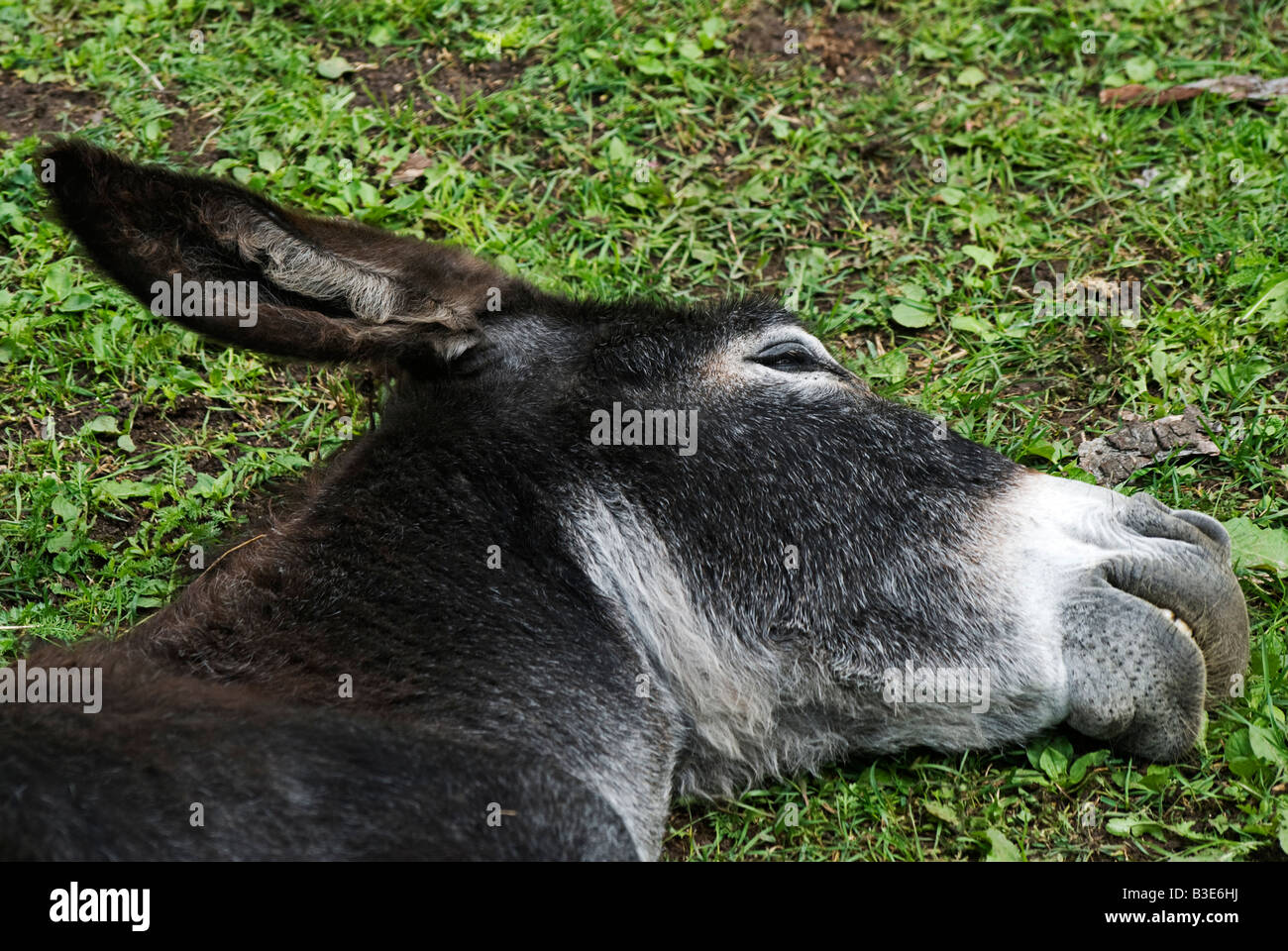 Donkey relaxing lying on a green grass Stock Photo - Alamy