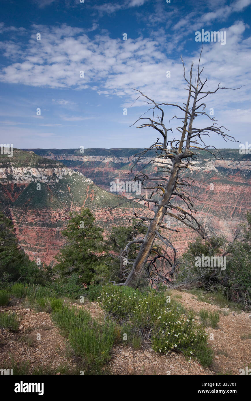Dead tree at Grand Canyon, Arizona Stock Photo - Alamy