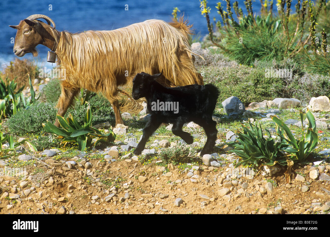 goat with cub Stock Photo - Alamy