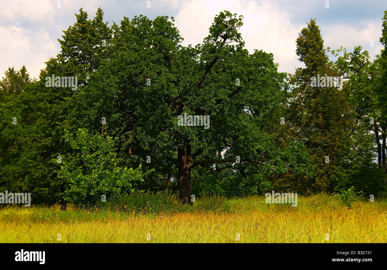 Tree of all seasons hi-res stock photography and images - Alamy