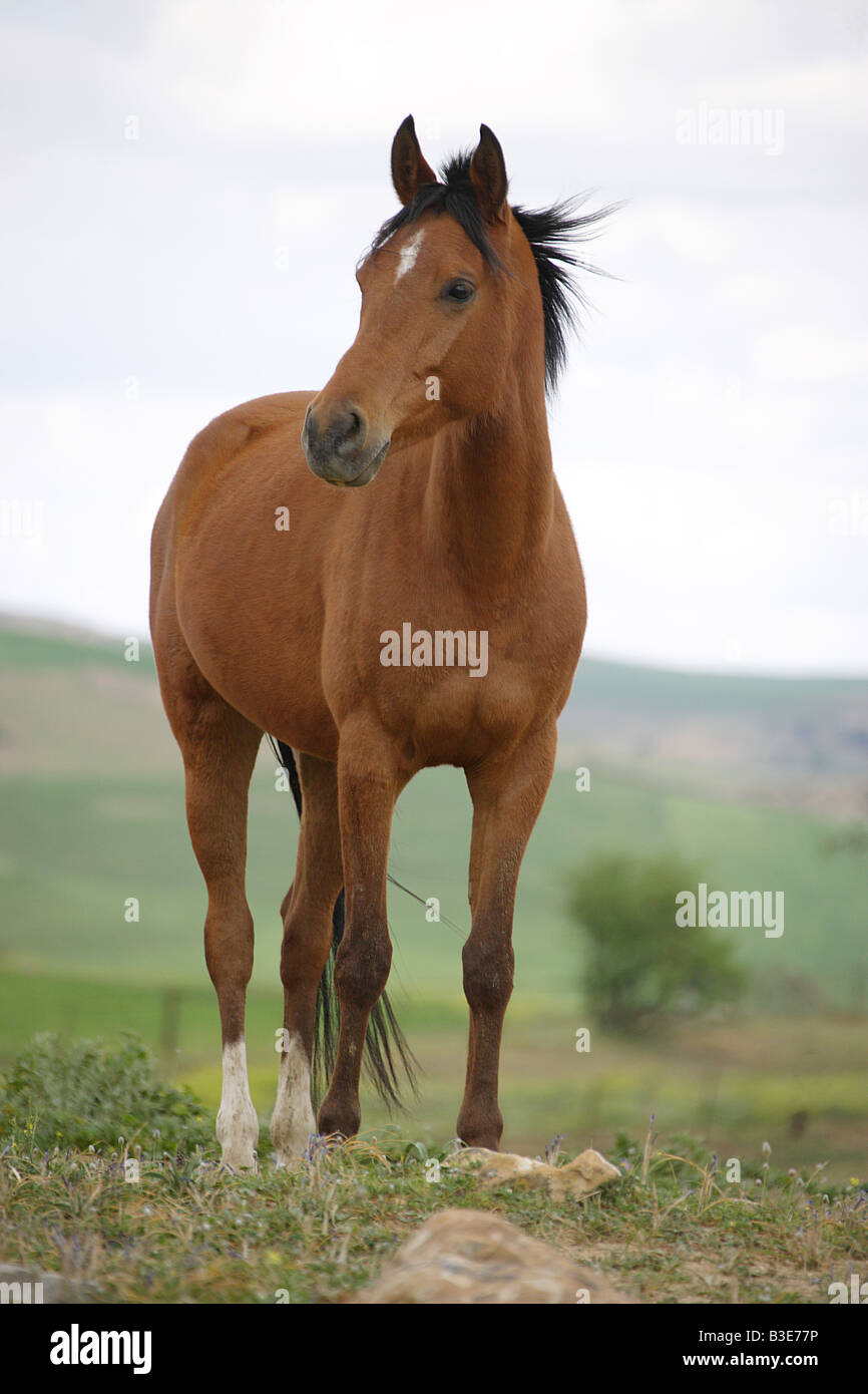 arabian horse - standing on meadow Stock Photo - Alamy