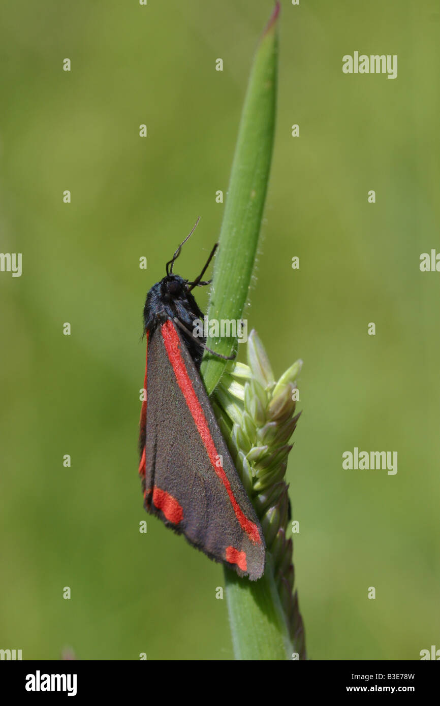 Cinnabar moth Tyria jacobaeae Stock Photo - Alamy