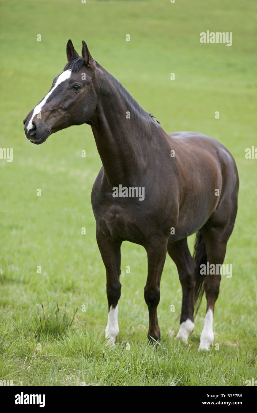 german riding horse - standing on meadow Stock Photo - Alamy