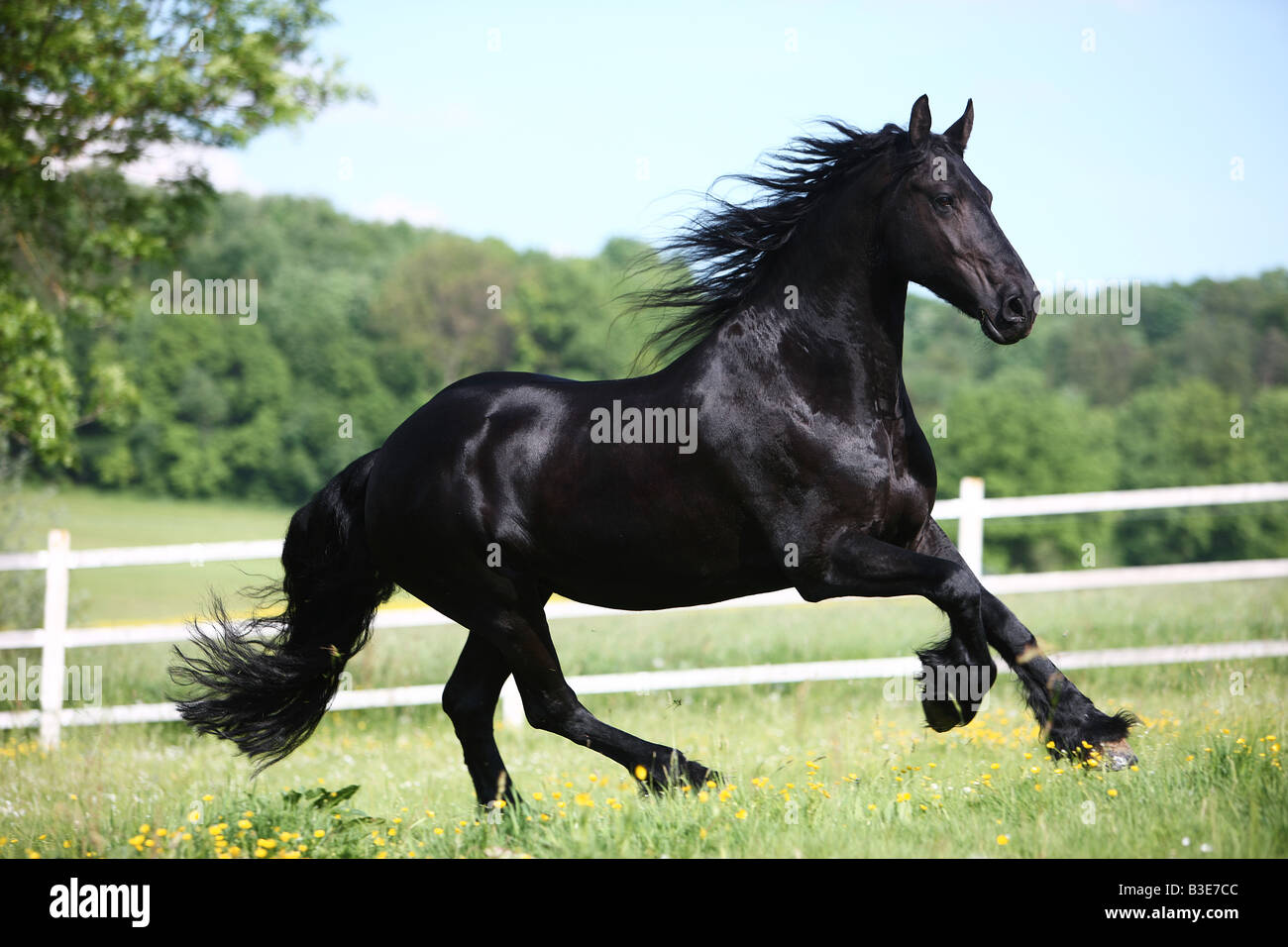friesian horse - galloping on meadow Stock Photo - Alamy