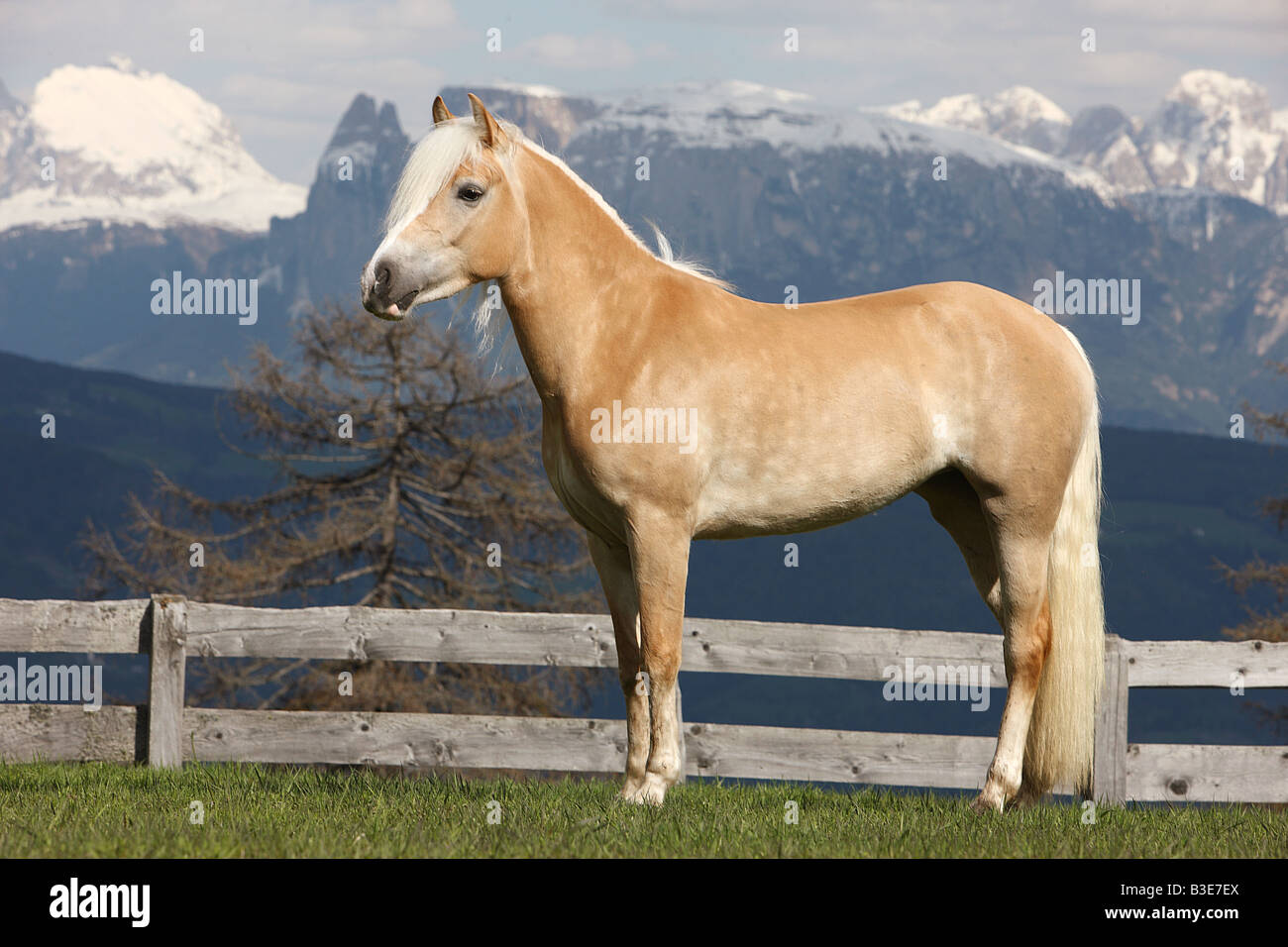 haflinger - standing on meadow Stock Photo - Alamy