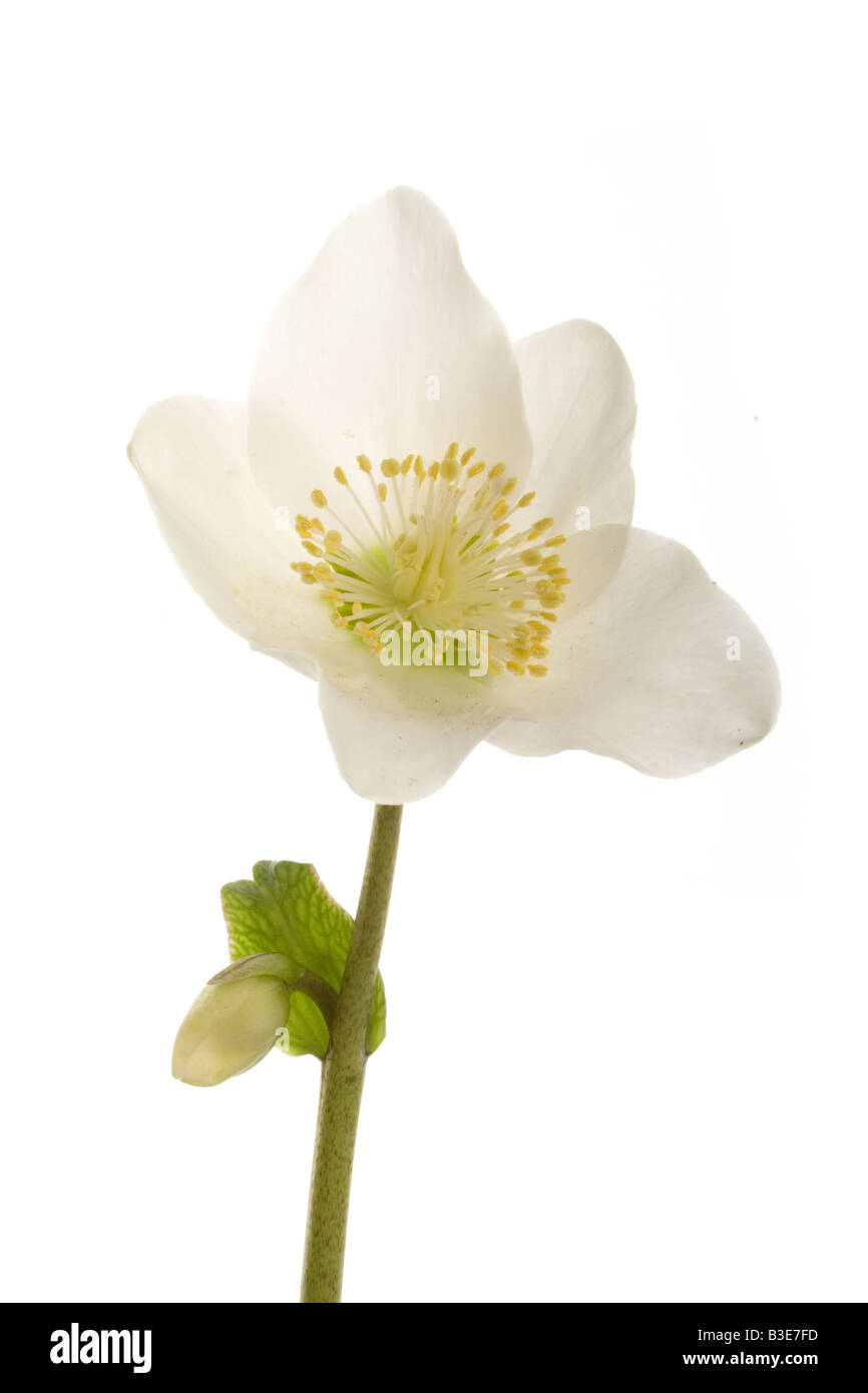 A Helleborus niger flower against a white background Stock Photo - Alamy