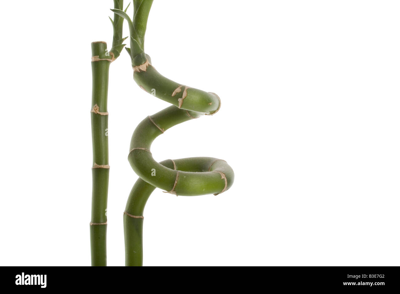 Two bamboo sticks on a white background Slightly dusty Stock Photo - Alamy