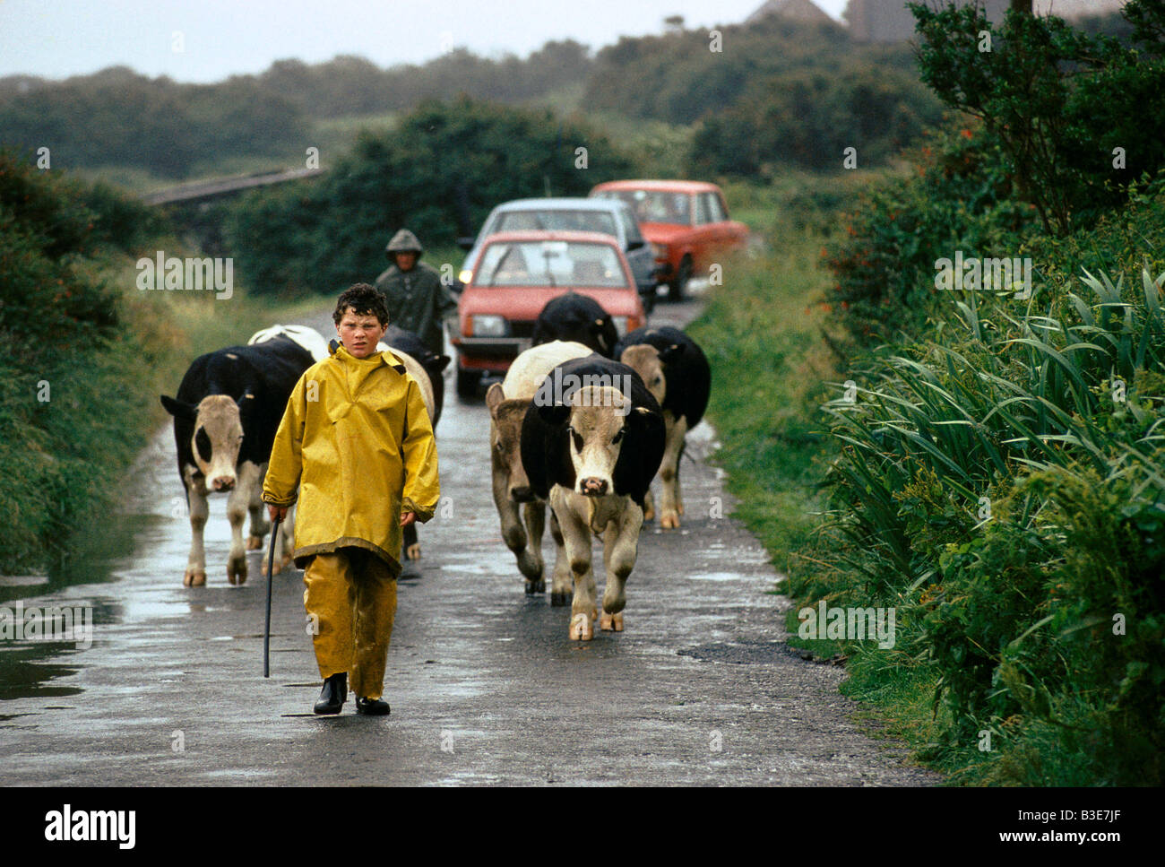A FARMER CREATES A TRAFFIC JAM AS HE AND HIS FARMHAND TAKES HIS COWS TO ...