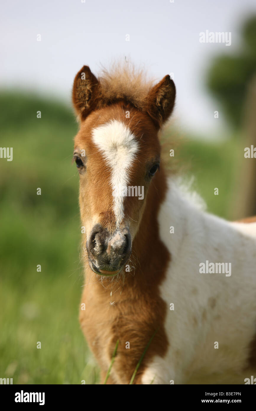 Shetlandpony foal - portrait Stock Photo - Alamy