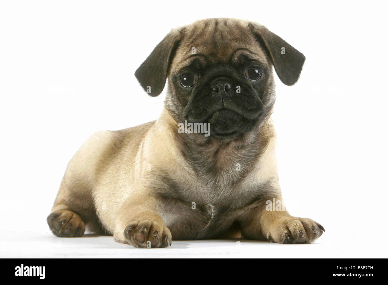 pug - puppy - cut out Stock Photo - Alamy