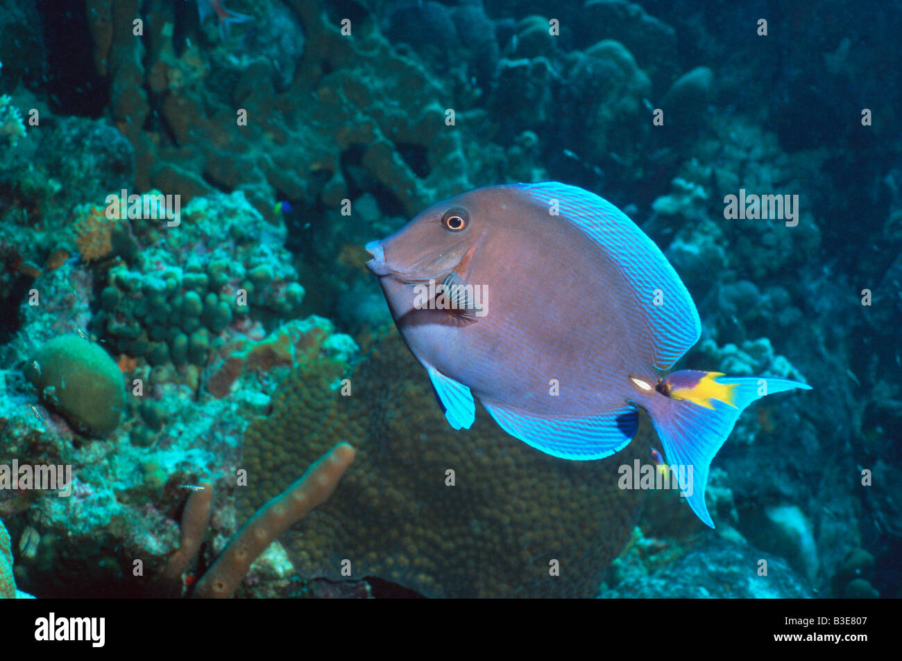 Juvenile blue tang fish hi-res stock photography and images - Alamy