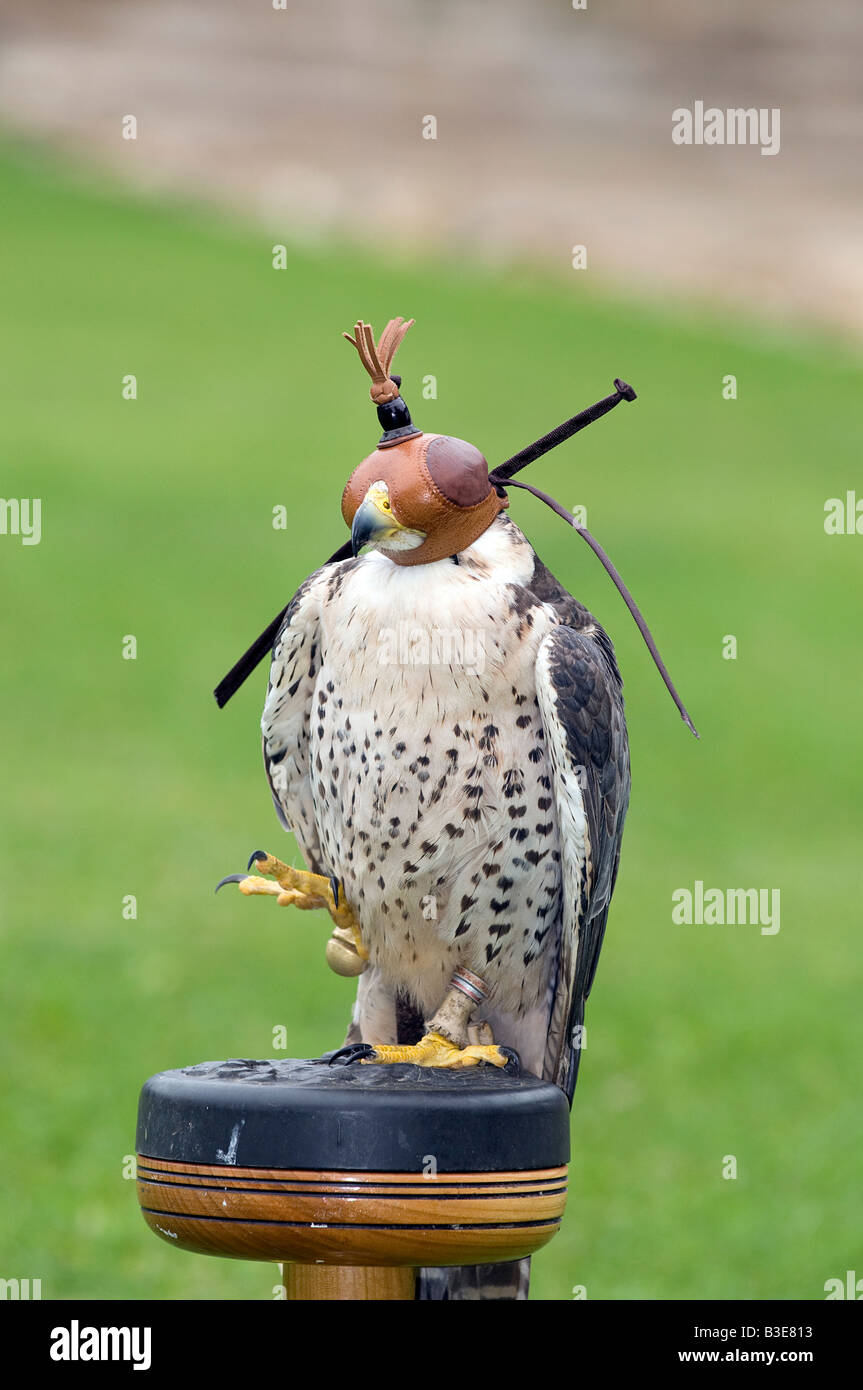 Falconry cadge hi-res stock photography and images - Alamy