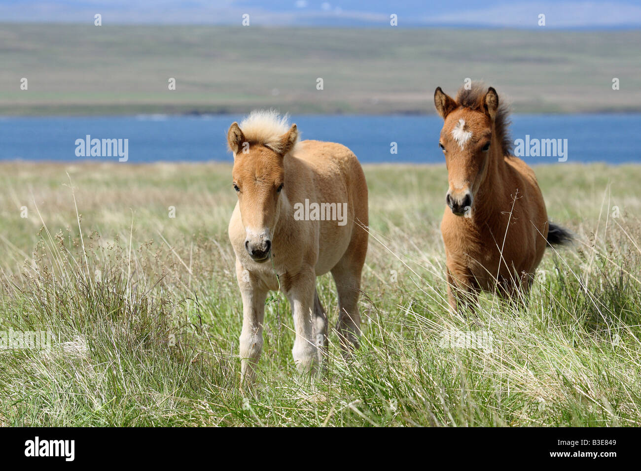 Icelandic horse - two foals on meadow Stock Photo - Alamy