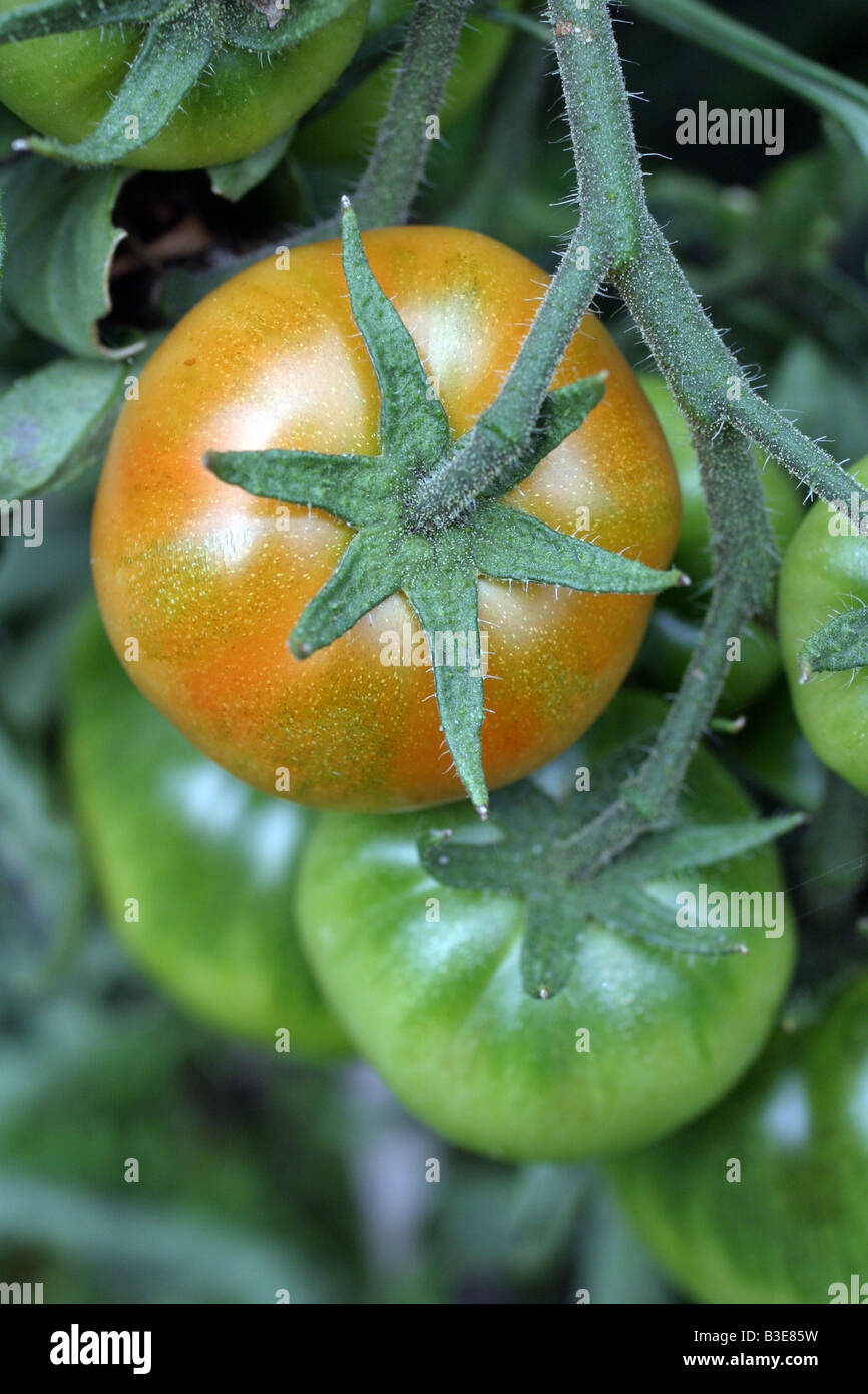 English vine tomatoes hi-res stock photography and images - Alamy