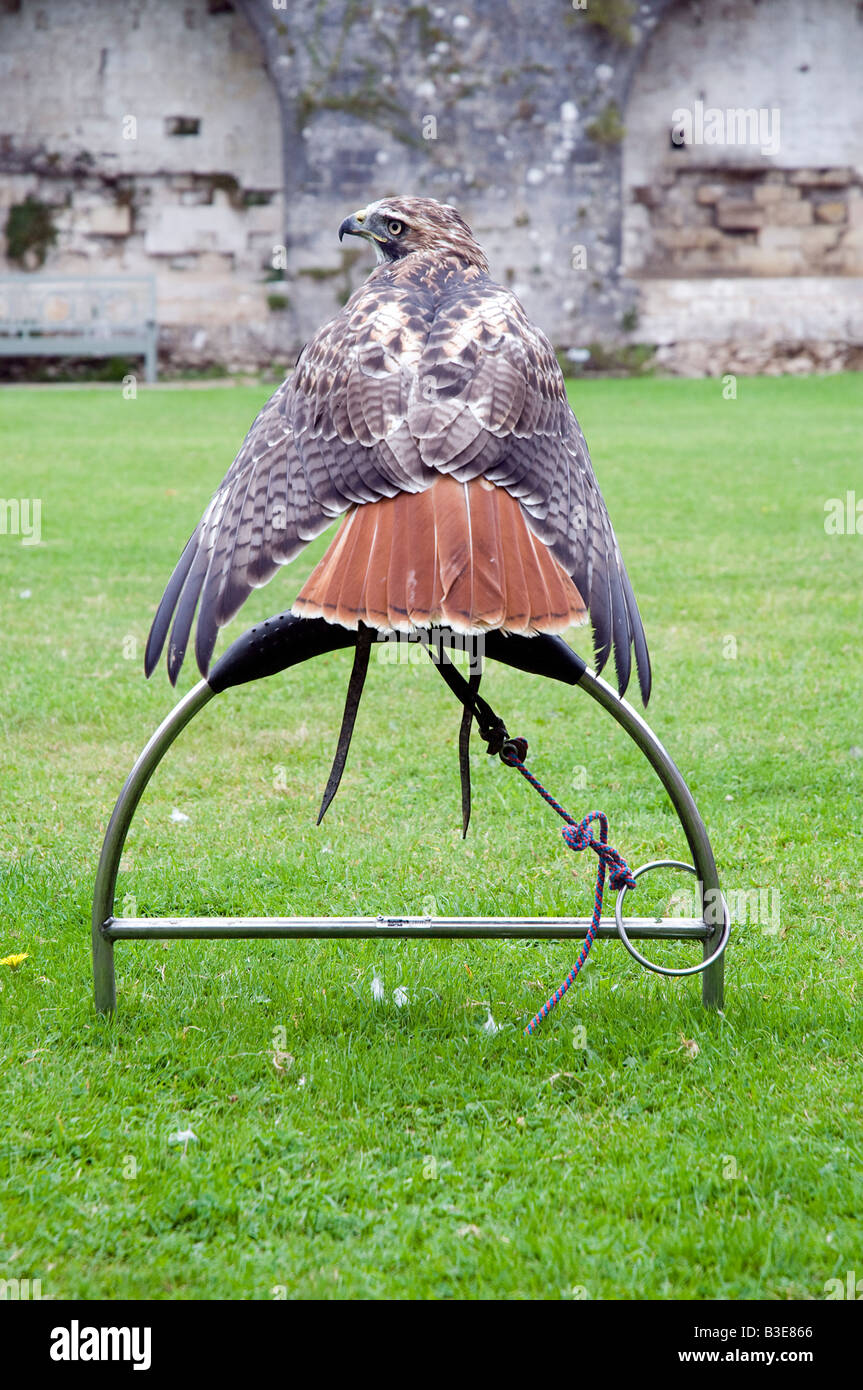 Red-tailed Hawk Buteo jamaicensis mantling Stock Photo - Alamy