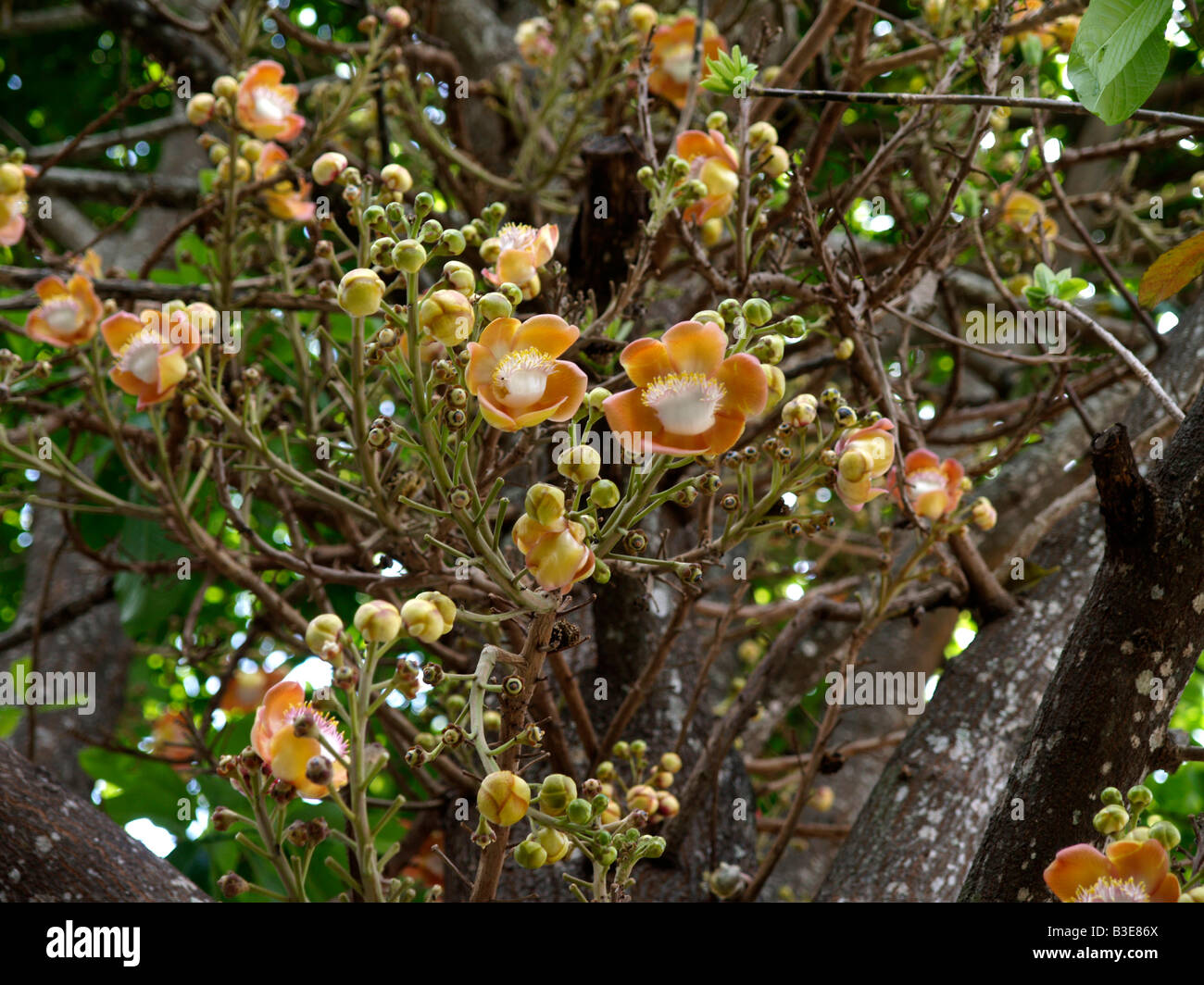Mai baum hi-res stock photography and images - Alamy