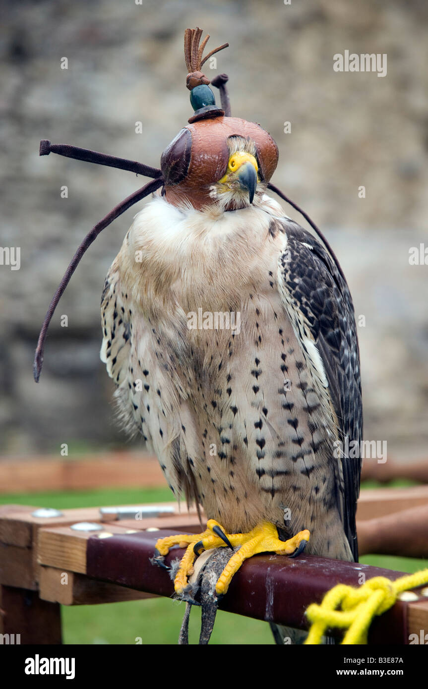 Falconry cadge hi-res stock photography and images - Alamy