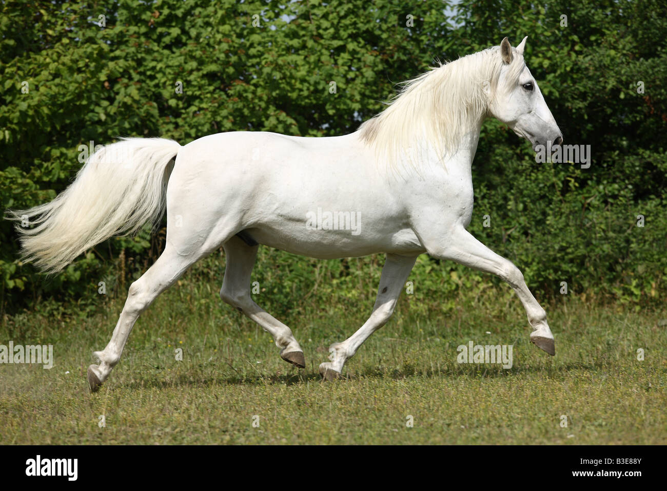 andalusian horse - trotting on meadow Stock Photo - Alamy