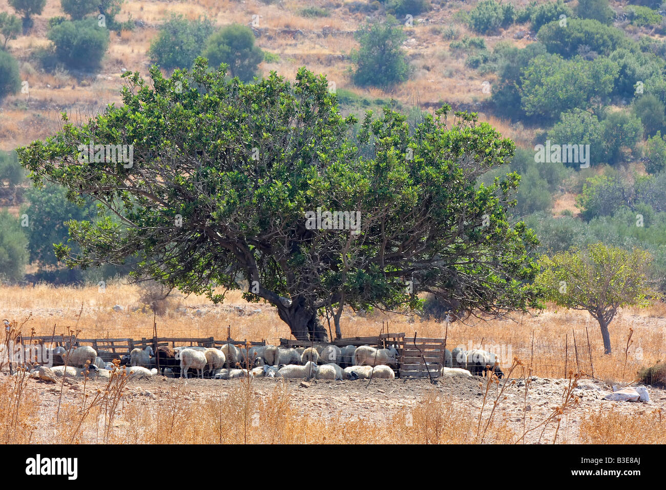 A flock of sheep resting under a big tree Stock Photo - Alamy